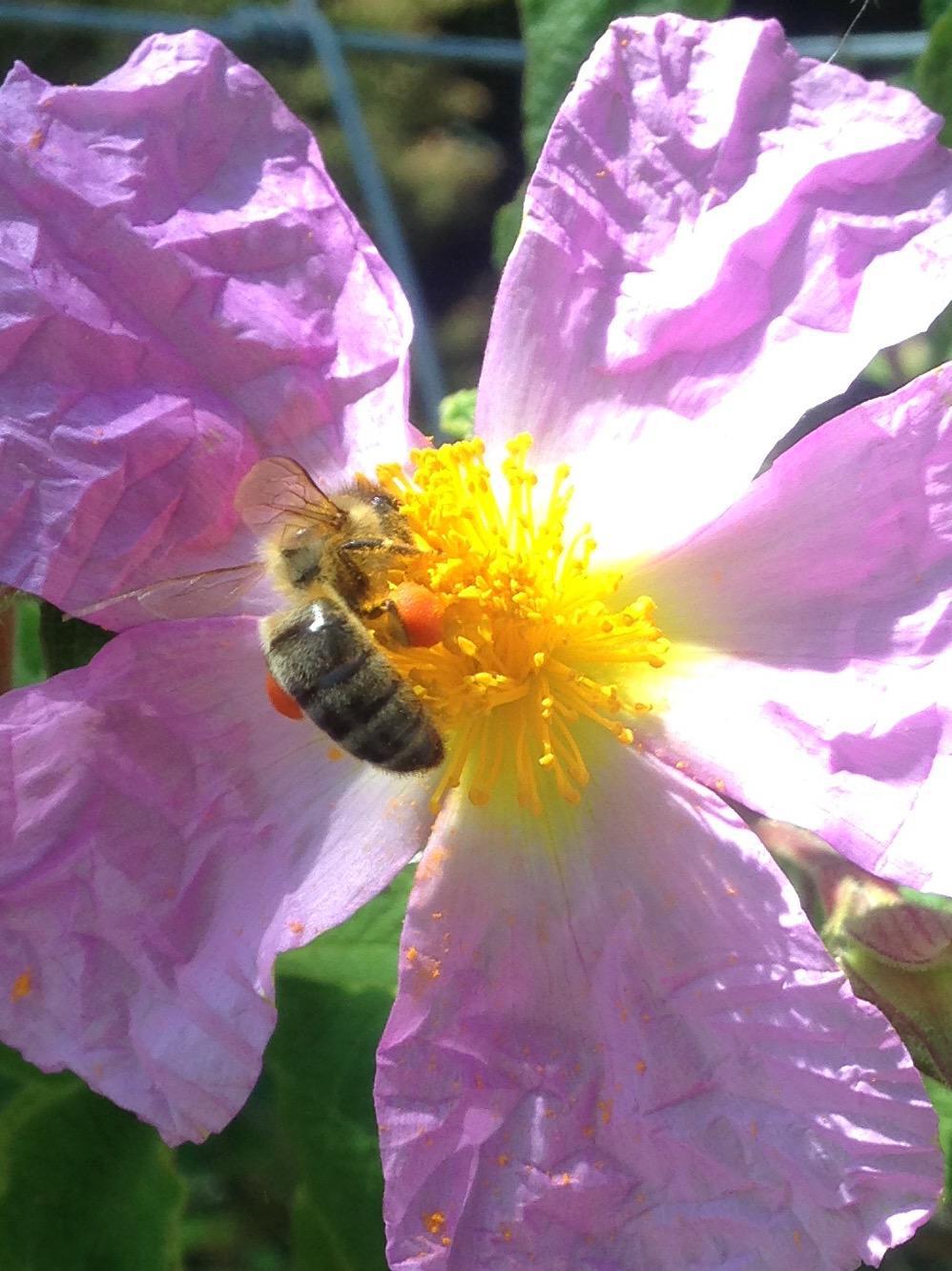 Pollen de ciste 240 gr.