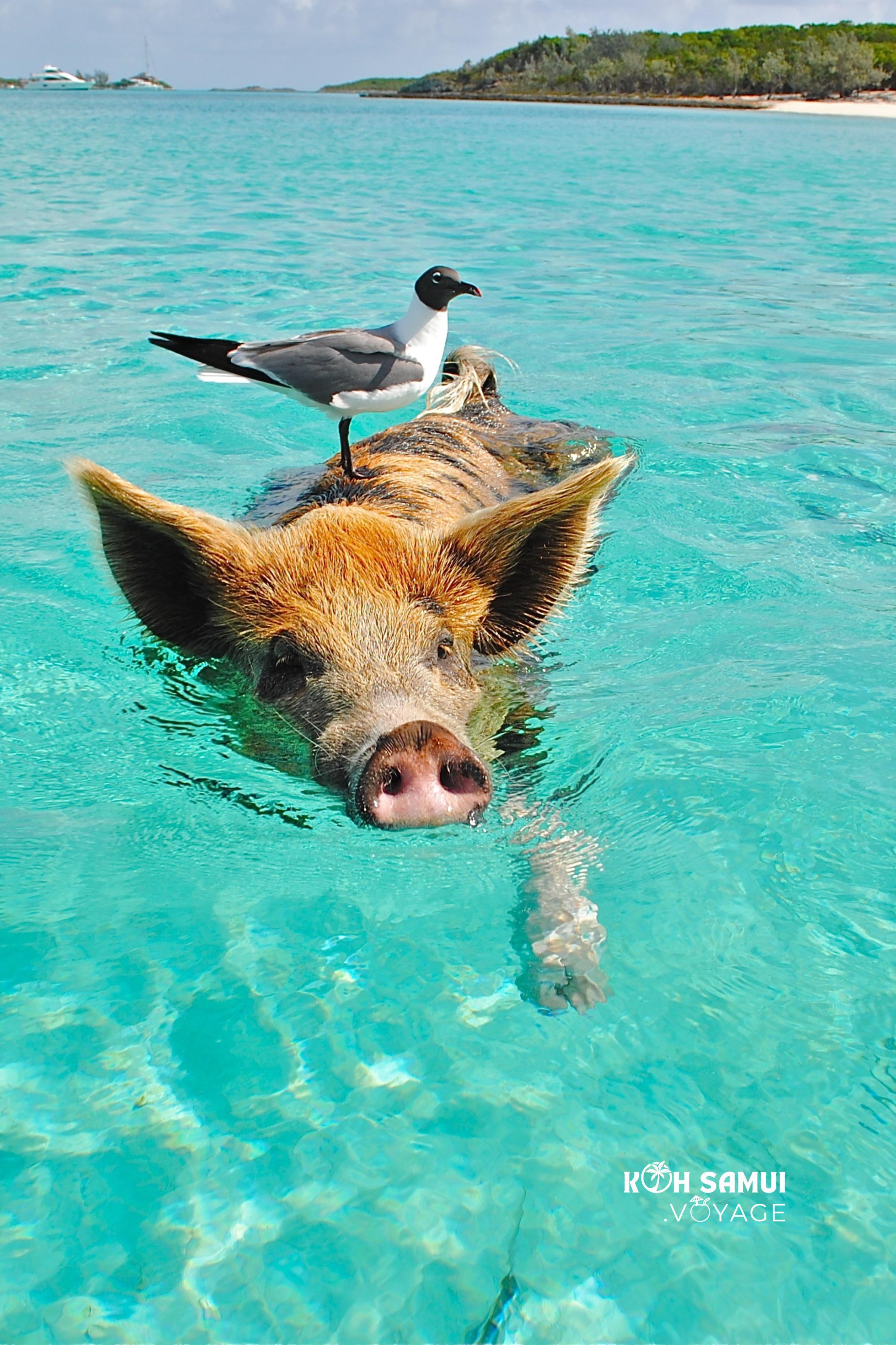 Les Excursions en français à Koh Samui